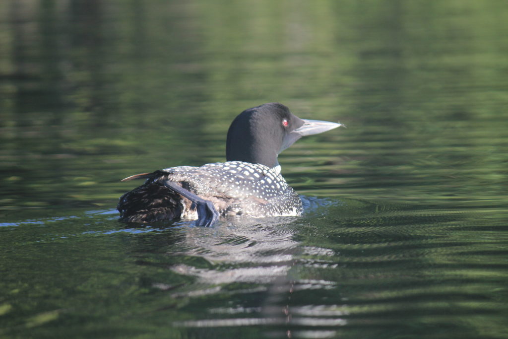 TOLSTOY HAS THE WAY, NATURE THE EXAMPLES | Pizzey's Perch